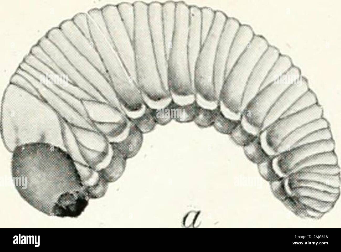 Yellow margin beetle larva hi-res stock photography and images - Alamy