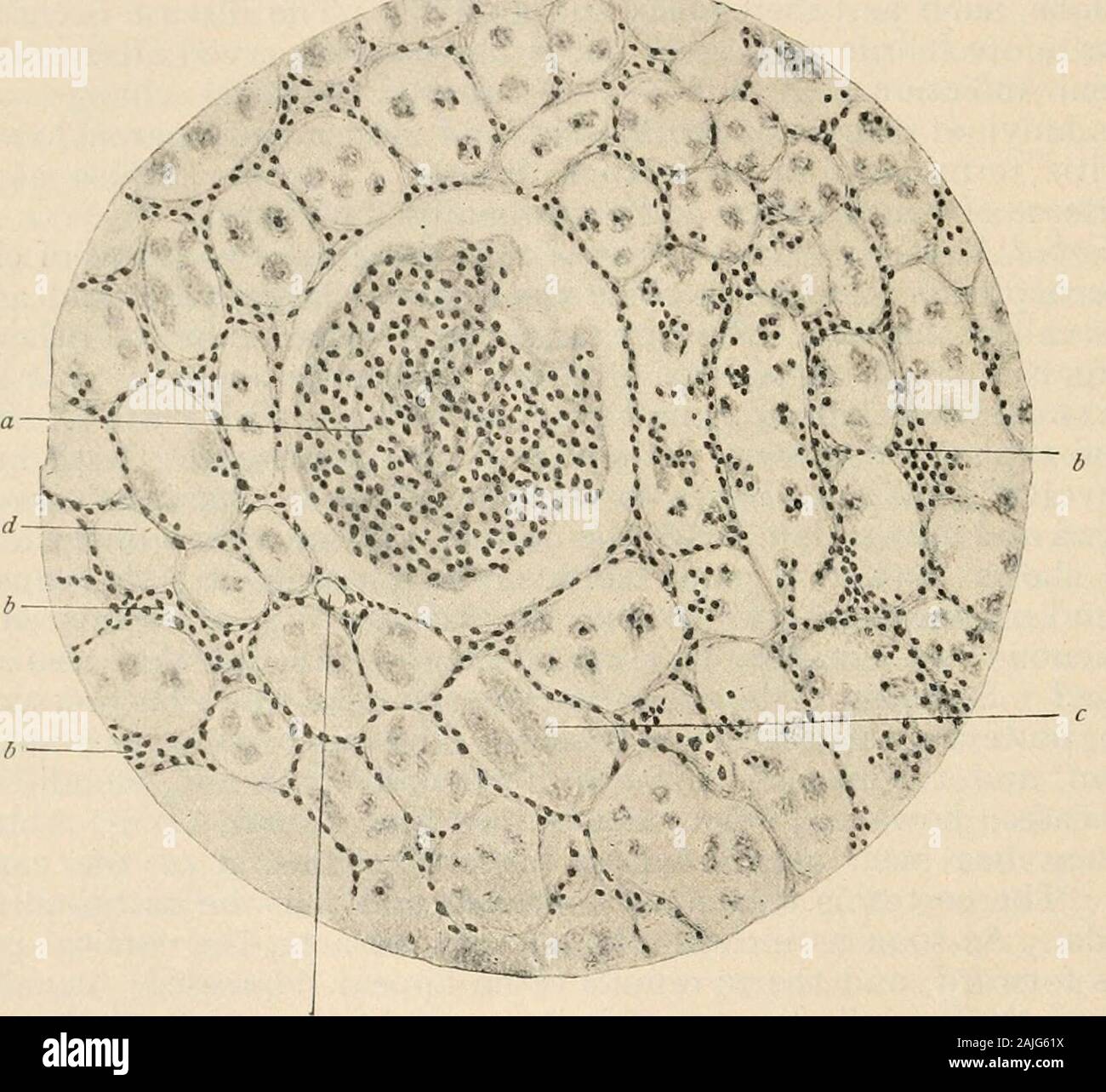 Manual of pathology : including bacteriology, the technic of ...