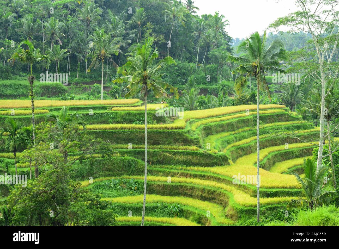 (Selective focus) Stunning view of the Tegalalang rice terrace fields ...