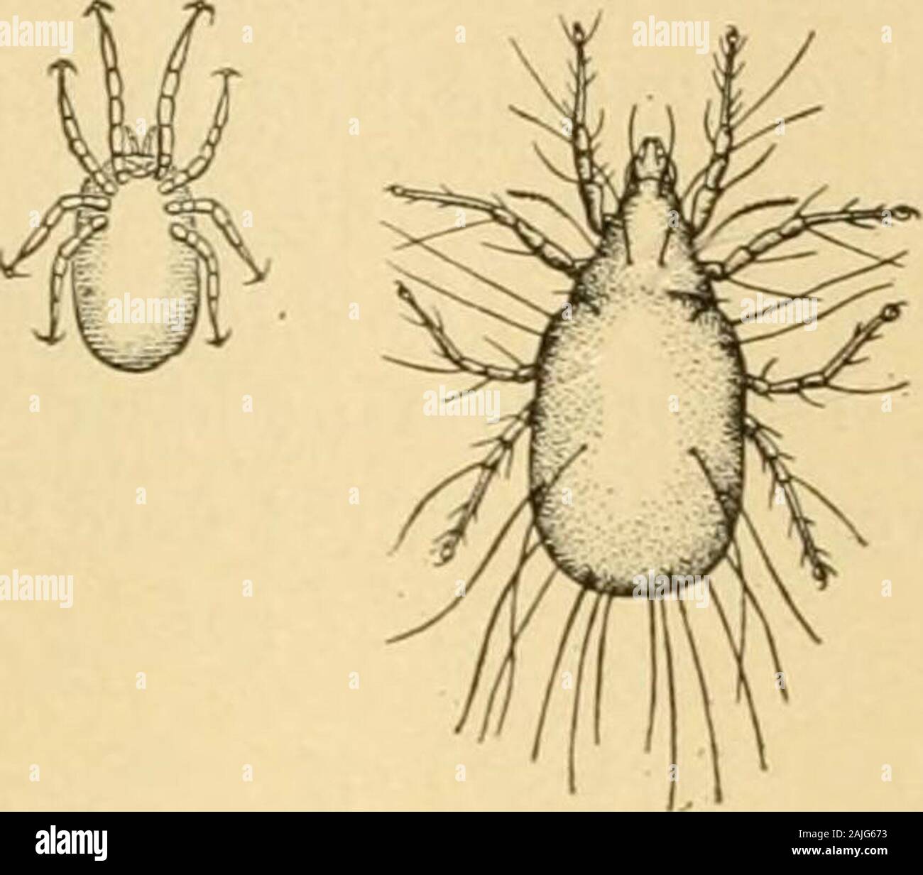 Mange mite hi-res stock photography and images - Alamy