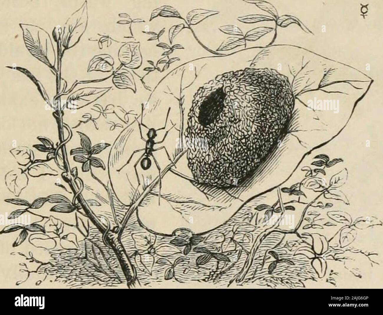 Insects self defence hi-res stock photography and images - Alamy