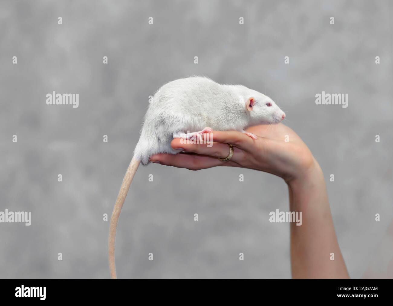 Rat with human ear hi-res stock photography and images - Alamy