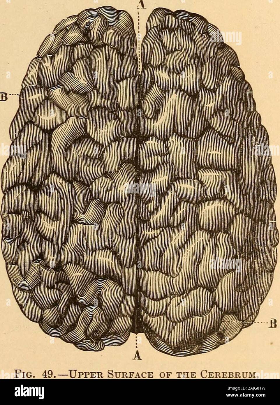 Bisected brain hi-res stock photography and images - Alamy