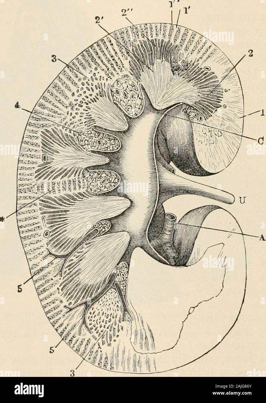 Longitudinal section kidney hi-res stock photography and images - Alamy