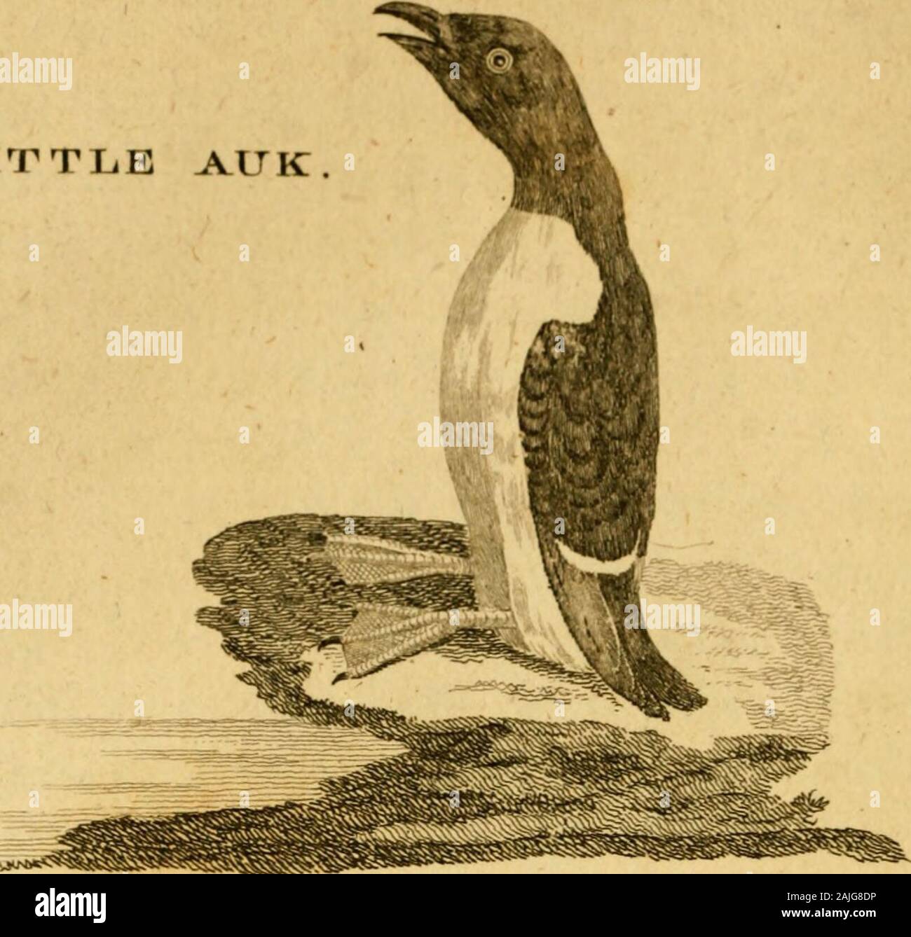 Four toes on back legs hi-res stock photography and images - Alamy