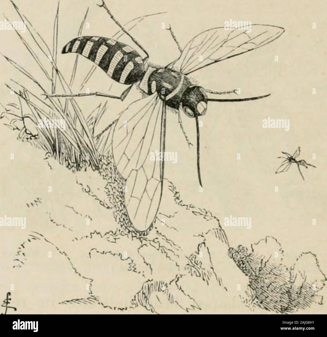 Insects abroad : being a popular account of foreign insects, their ...
