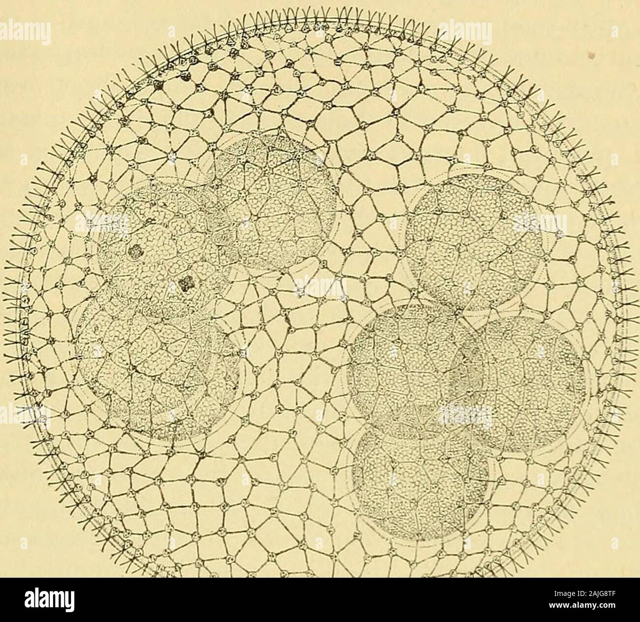 Somatic cells hi-res stock photography and images - Alamy