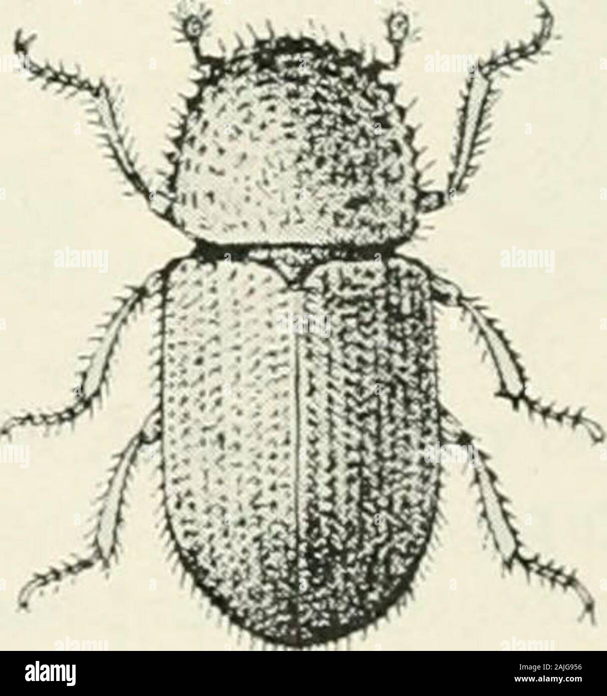 Indian forest insects of economic importance Coleoptera . first joint ...