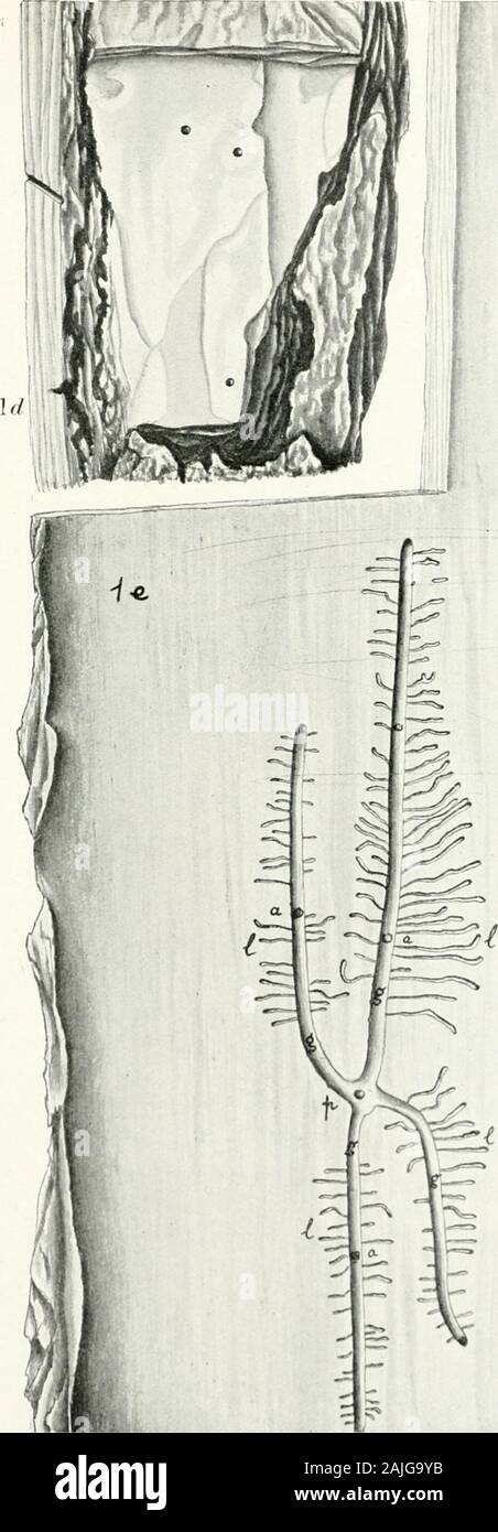 Himalaya insects hi-res stock photography and images - Alamy