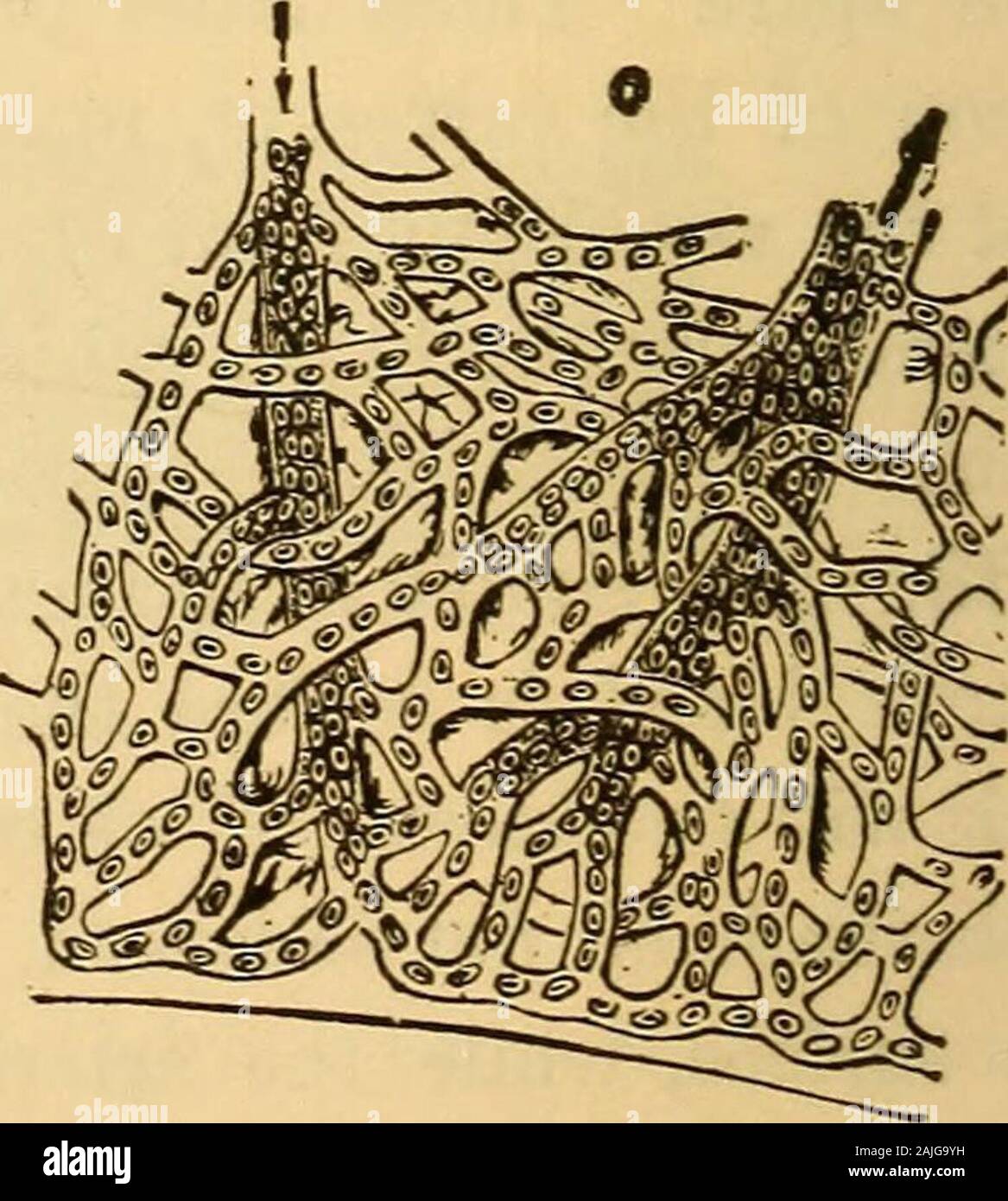 A treatise on physiology and hygiene for educational institutions and ...