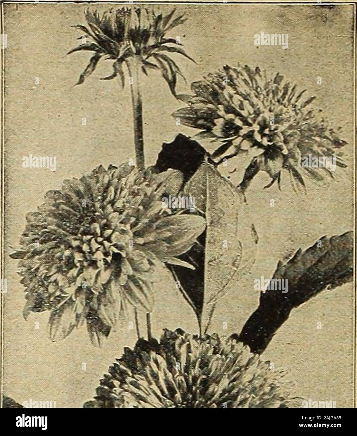 Vaughan's seed store . mm® GAILLARDIA HELIANTHUS—Double Botanical Name ...