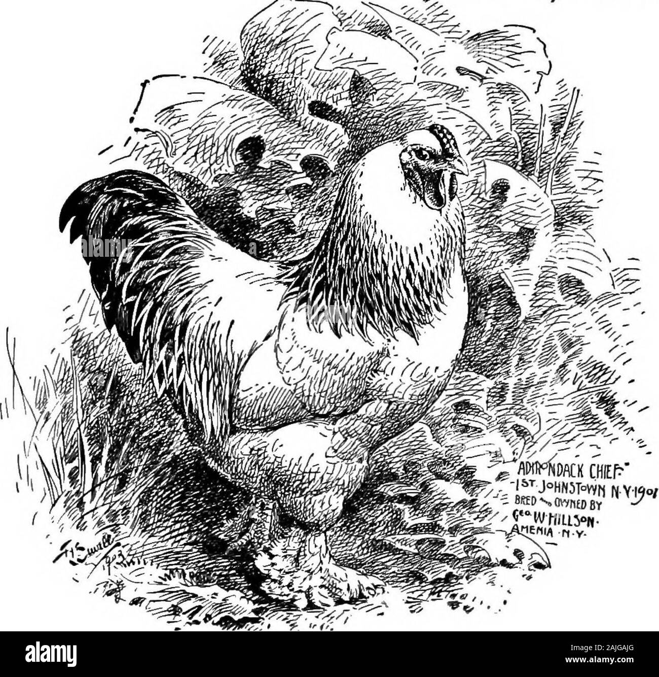 The bantam fowl; a description of all standard breeds and varieties of ...