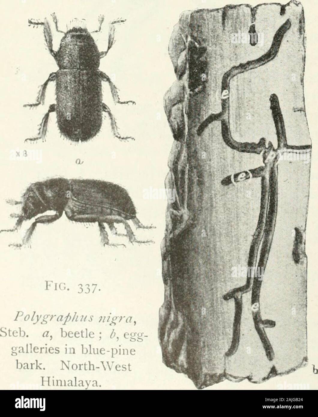 Westhimalaya hi-res stock photography and images - Alamy