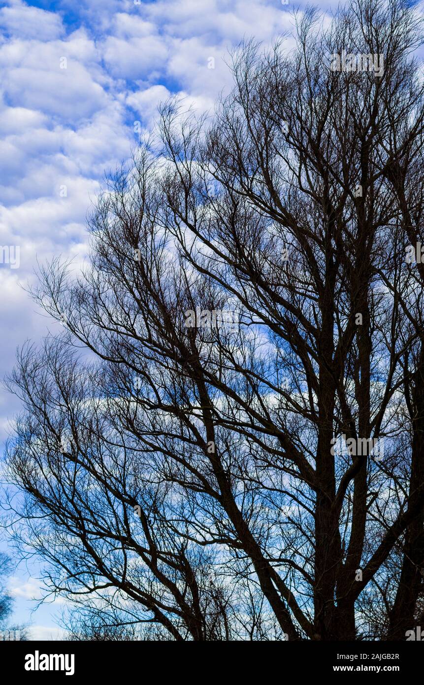 Birch without leaves on a background of bluing sky, silhouette of a ...