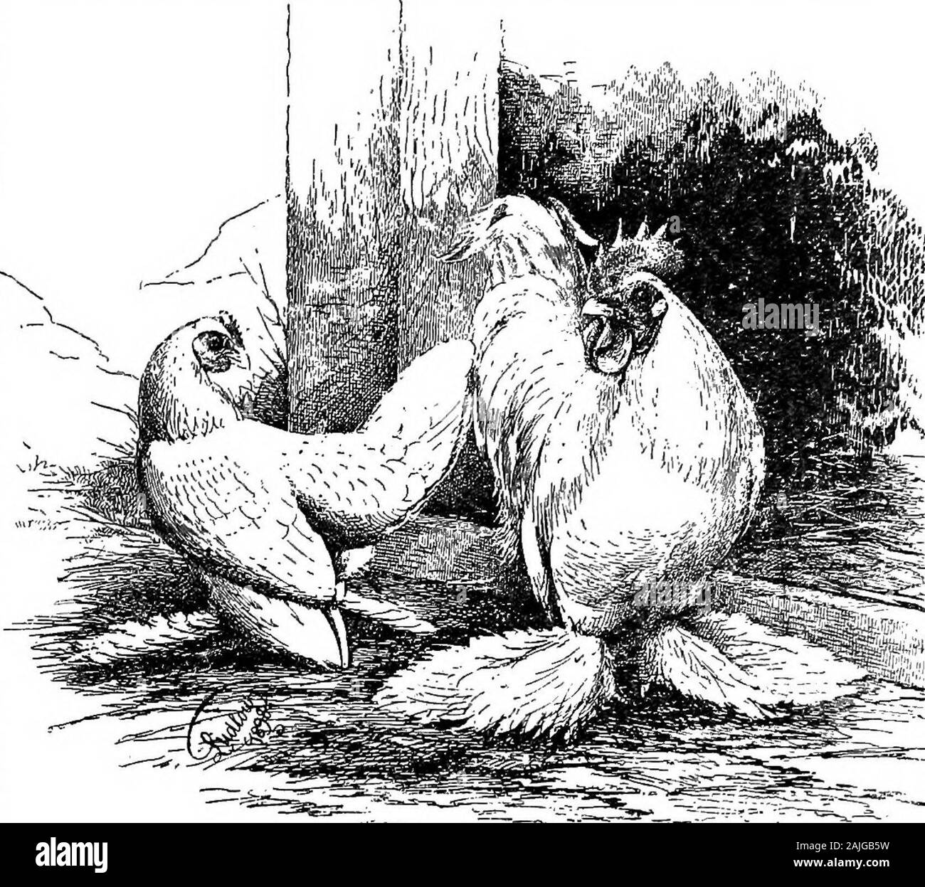 The bantam fowl; a description of all standard breeds and varieties of ...