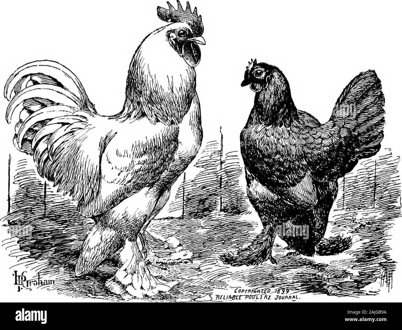 The bantam fowl; a description of all standard breeds and varieties of ...