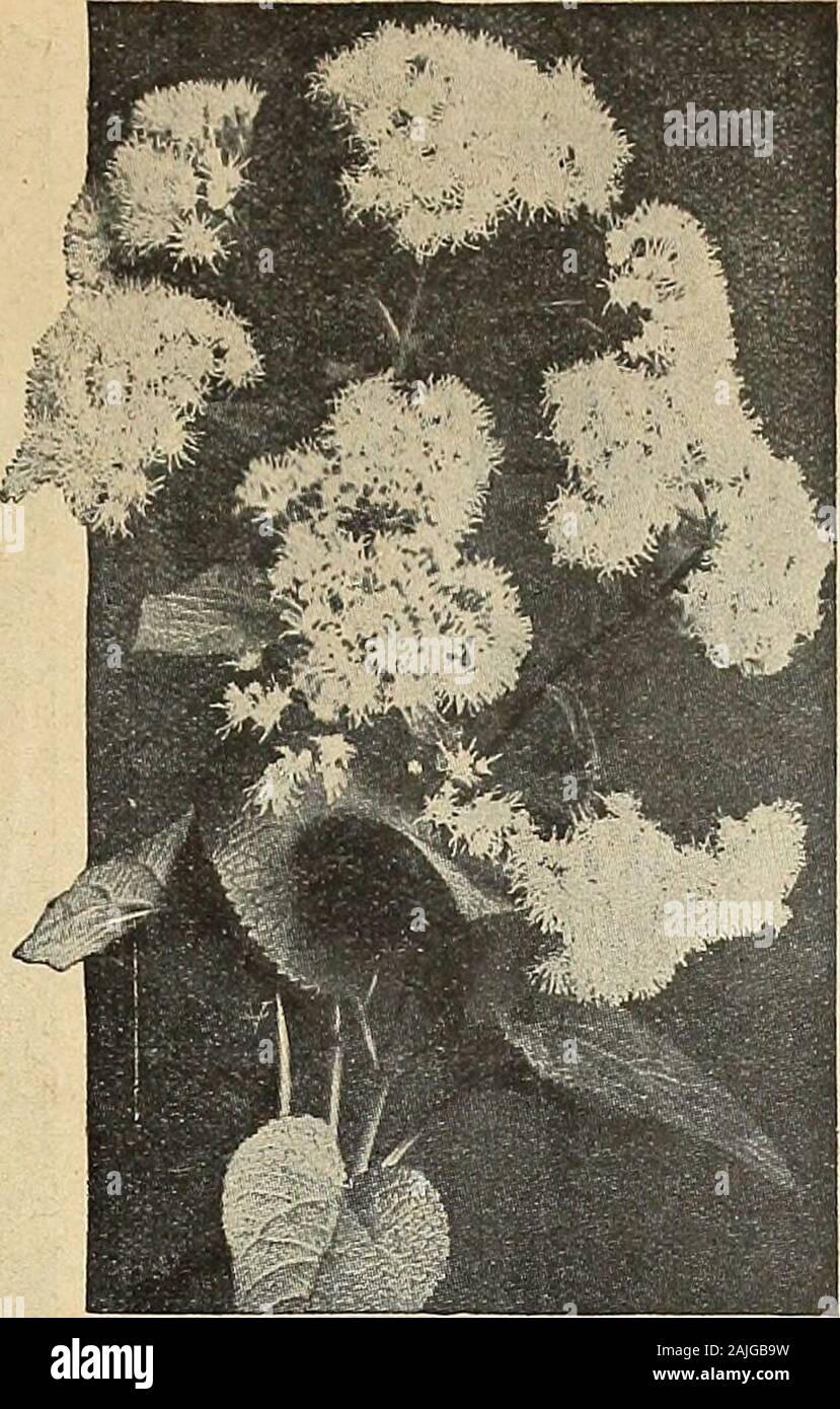 Bane holly hi-res stock photography and images - Alamy