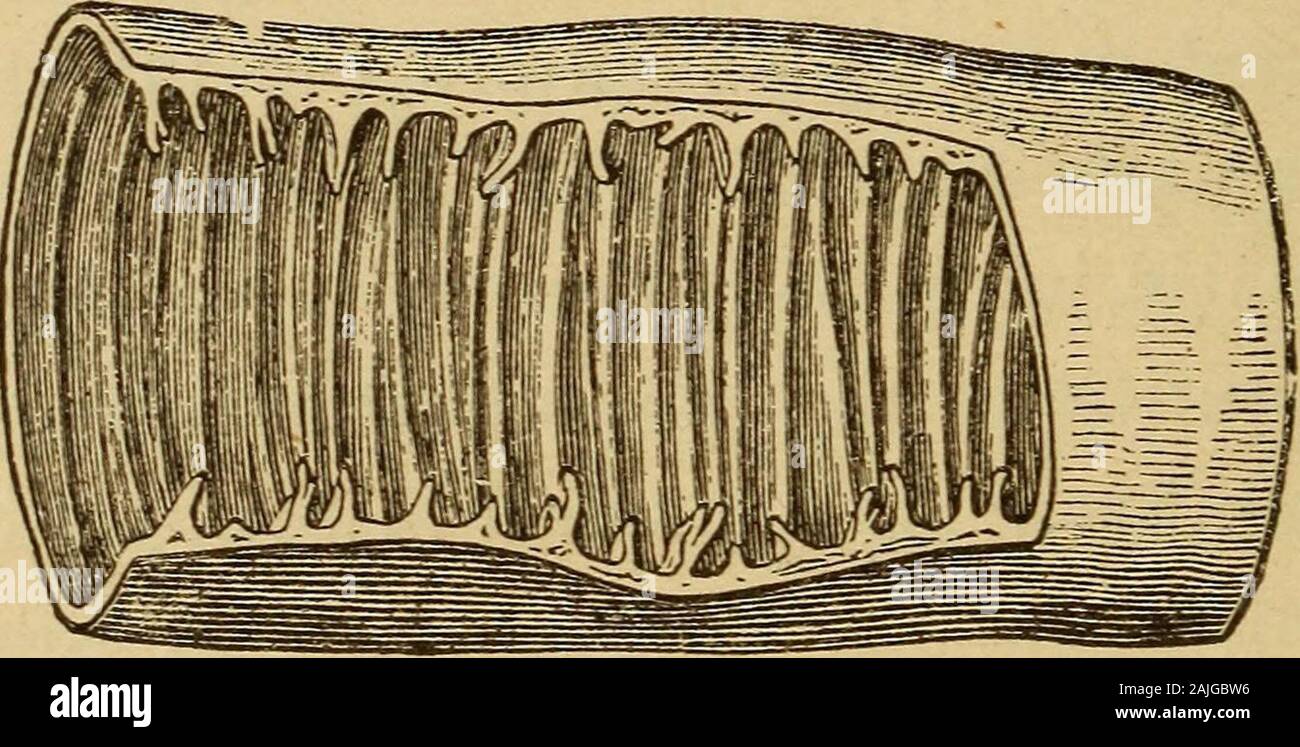 Chyme hi-res stock photography and images - Alamy