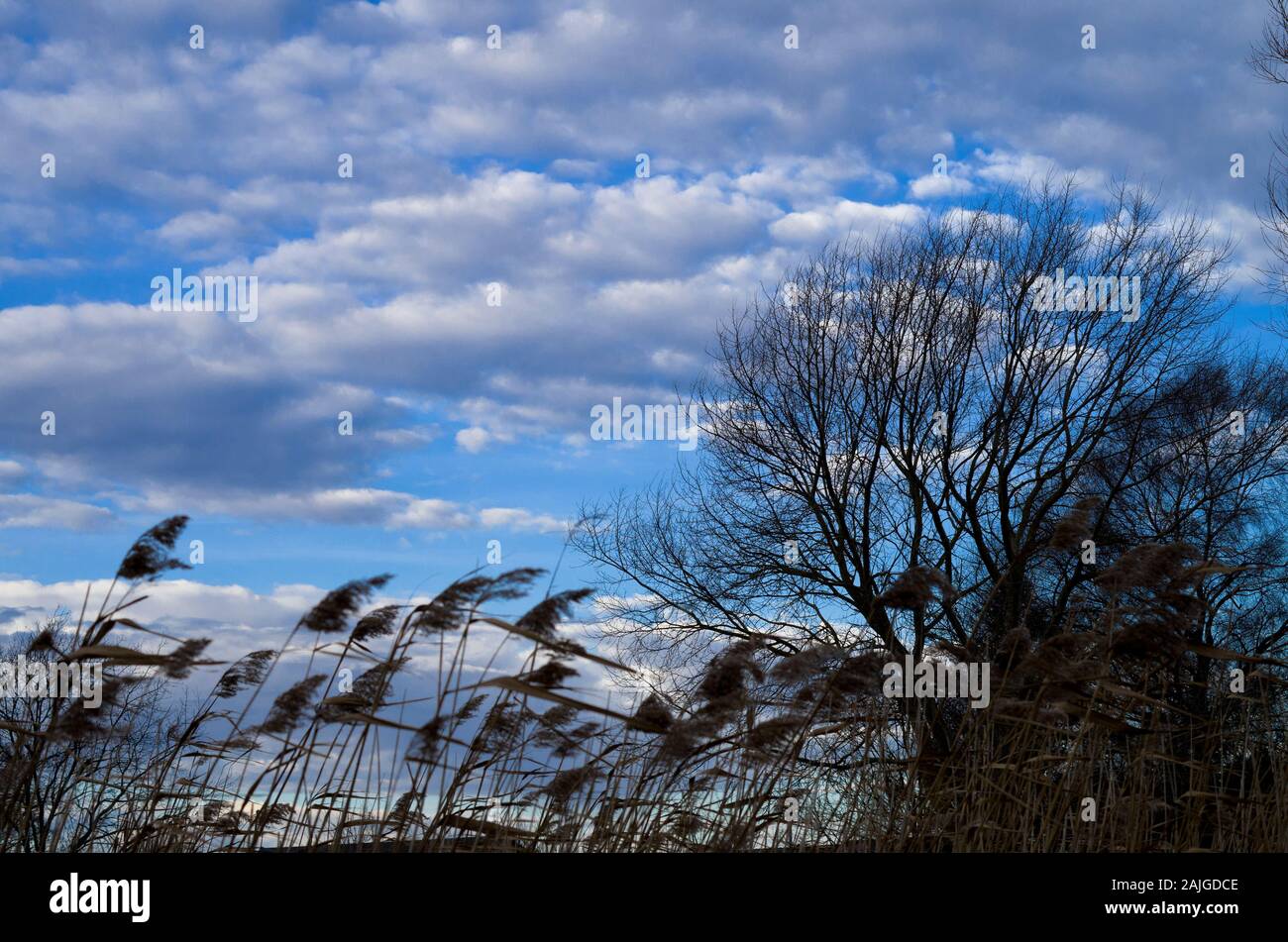 Reed in the wind on a background of blue sky with clouds. Visible ...