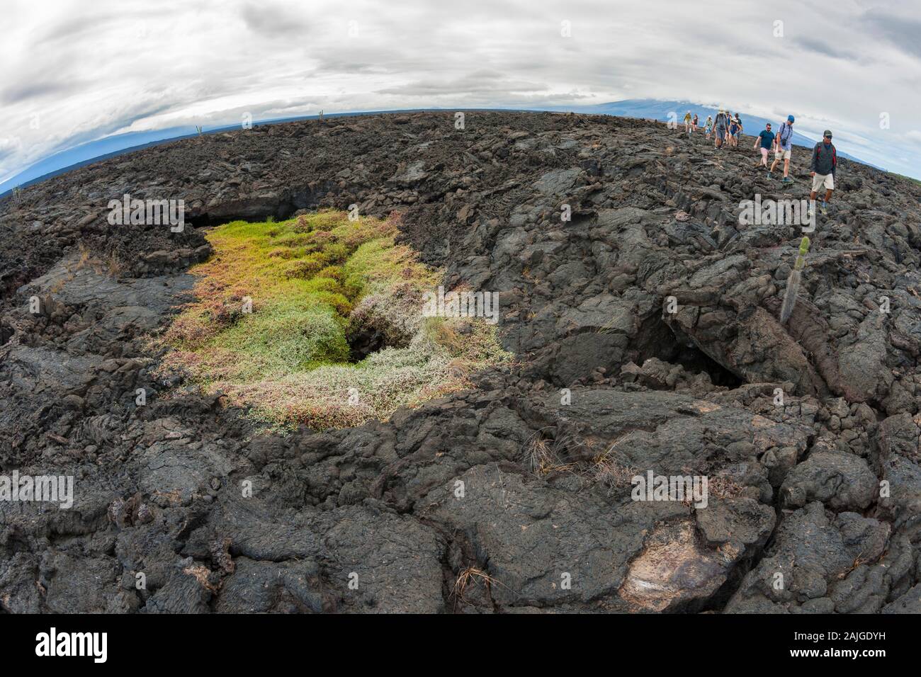 Tourists walking on the volcanic landscape at Punta Moreno on Isabela ...