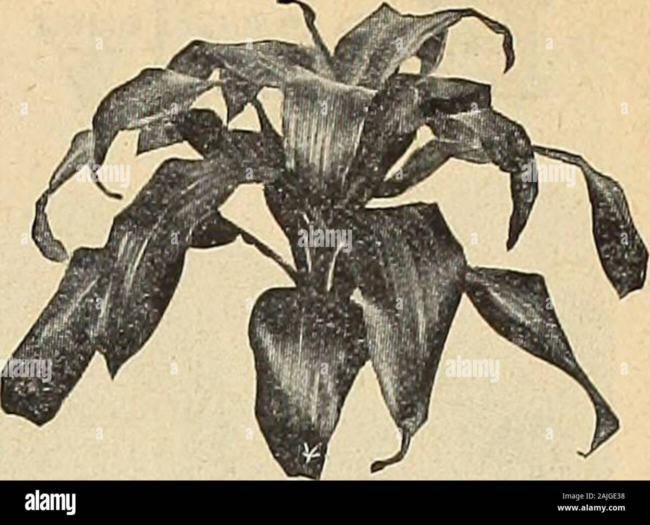 Bulky roots hi-res stock photography and images - Alamy