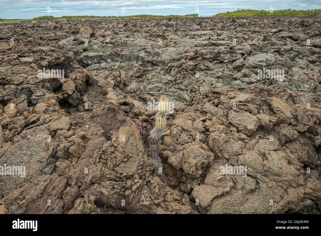 The volcanic landscape at Punta Moreno on Isabela island, Galapagos ...