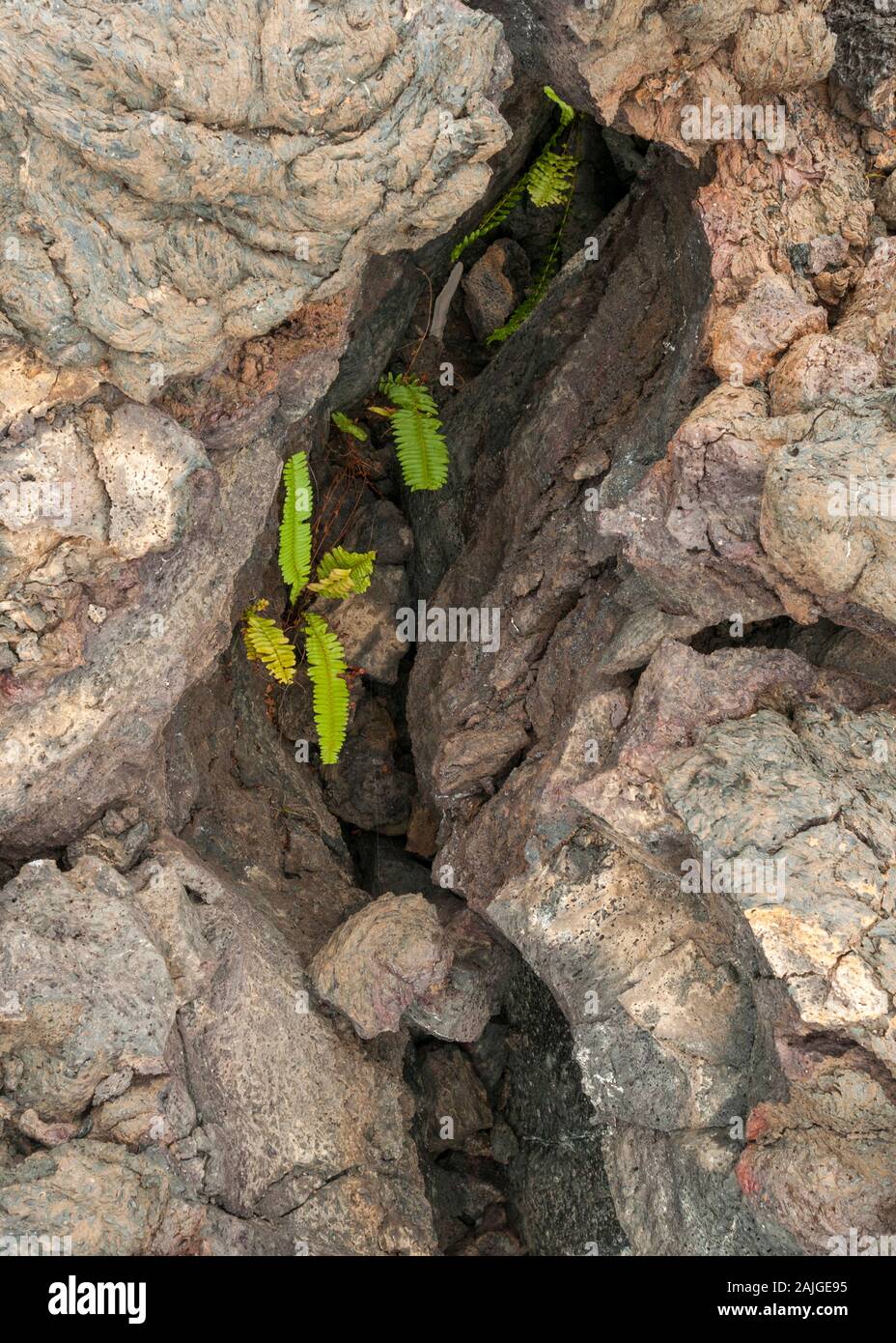 Plants growing in a crevass of the volcanic landscape at Punta Moreno ...