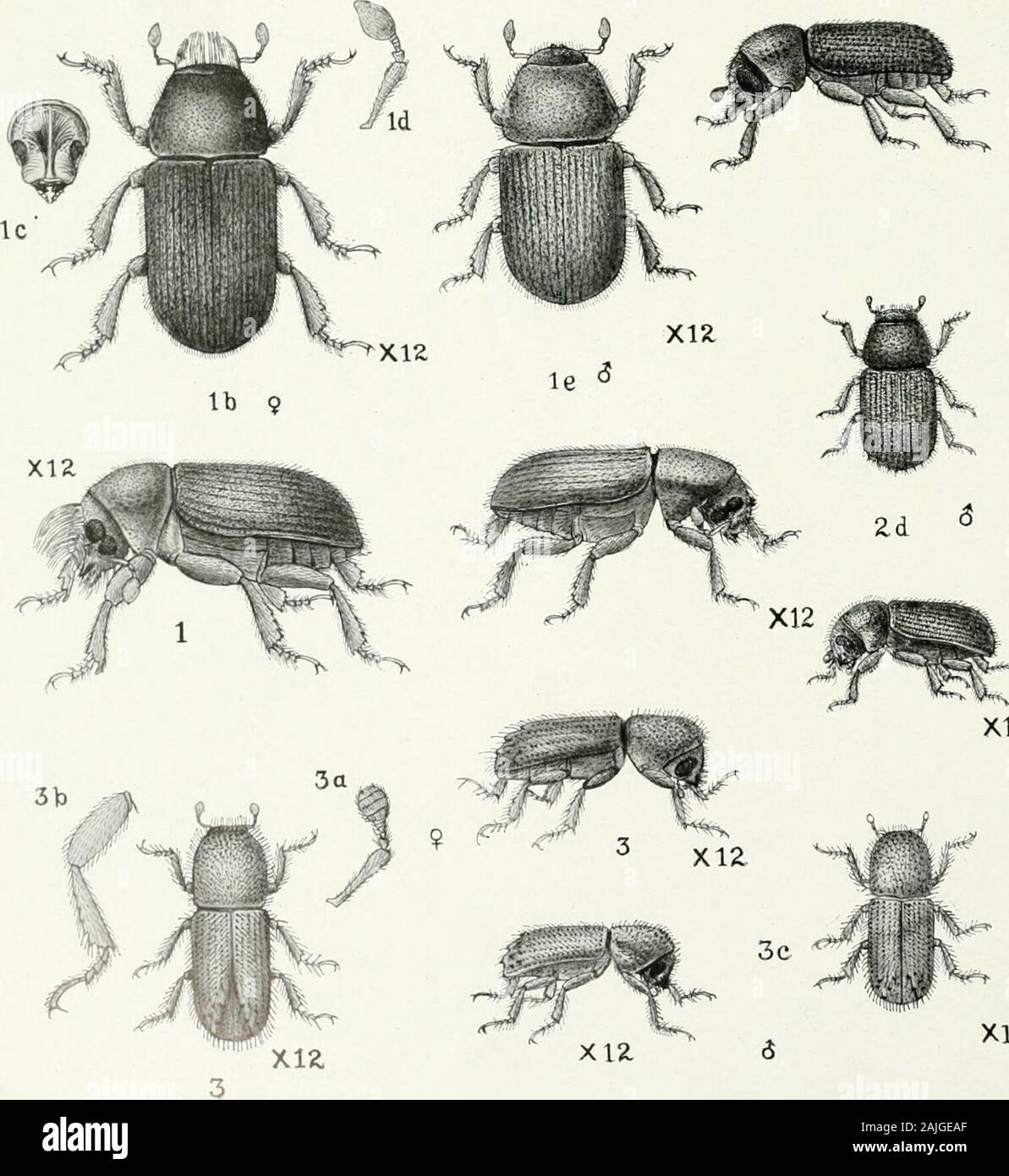 Indian forest insects of economic importance Coleoptera . »• Xtt. xia ...