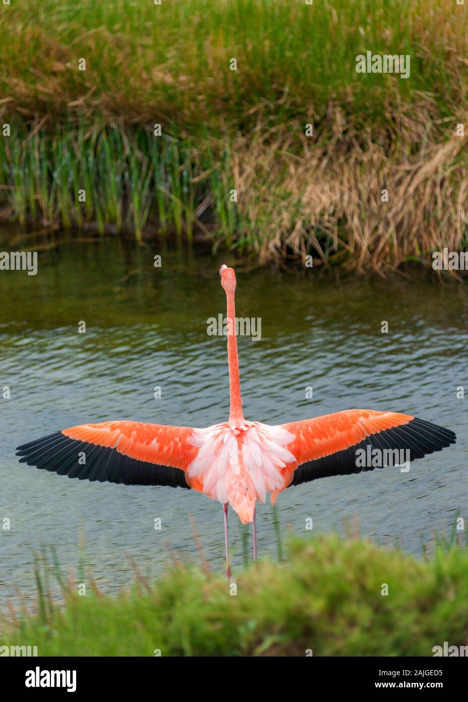 Flamingo stretching hi-res stock photography and images - Alamy