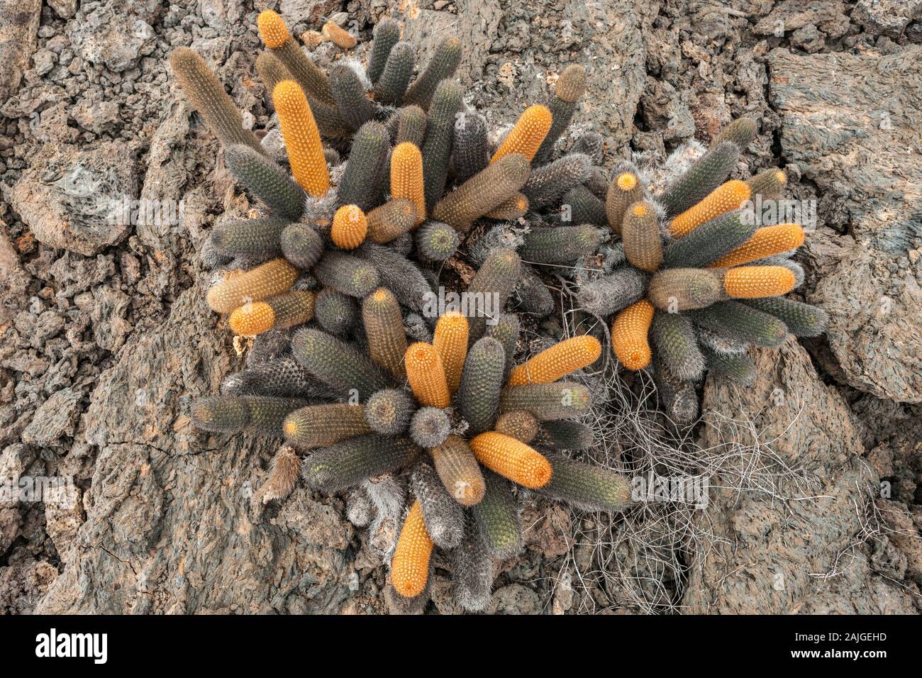 Lava cactus growing in the volcanic landscape at Punta Moreno on ...