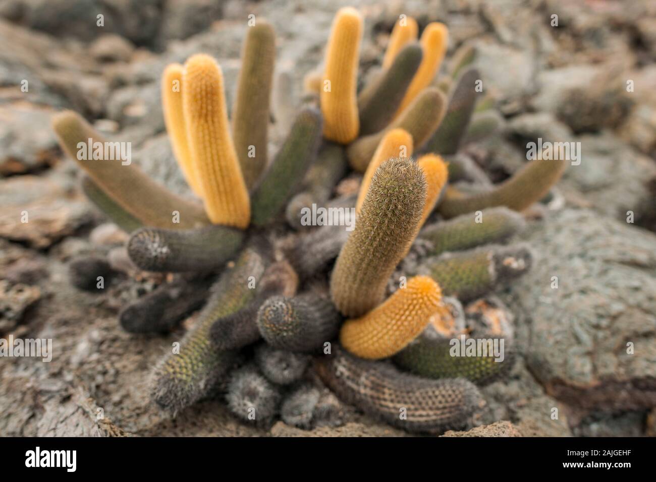 Lava cactus growing in the volcanic landscape at Punta Moreno on ...