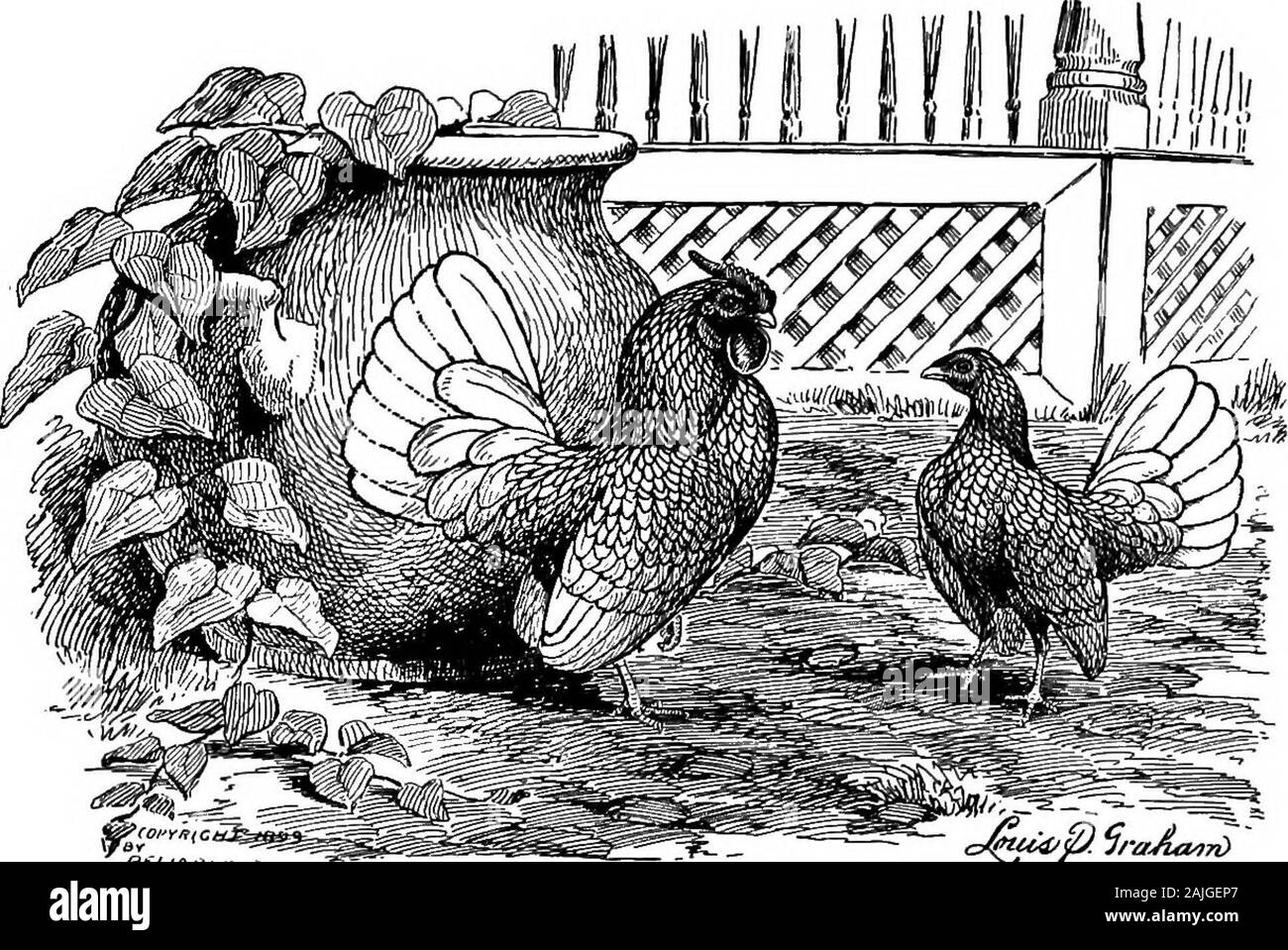 Booted bantams Black and White Stock Photos & Images - Alamy