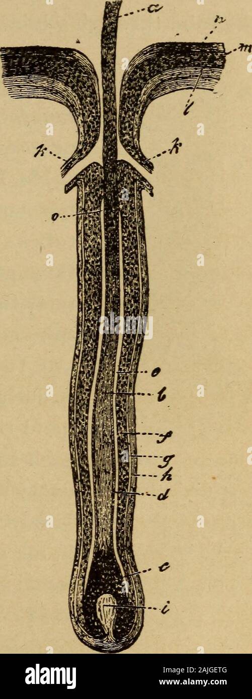 Hair Root Pulled Out