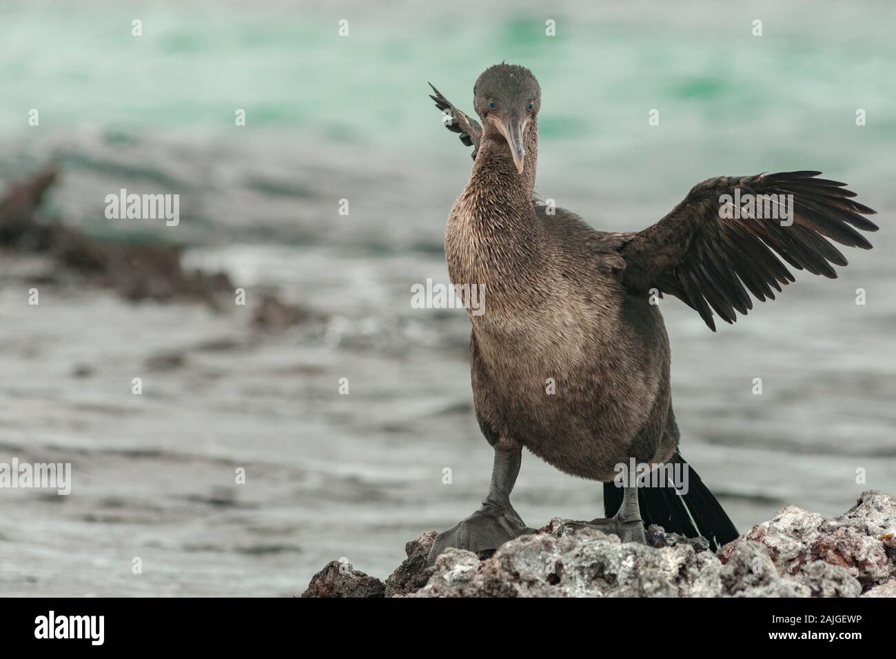 Flightless cormorant at Elizabeth Bay, Isabela island, Galapagos ...