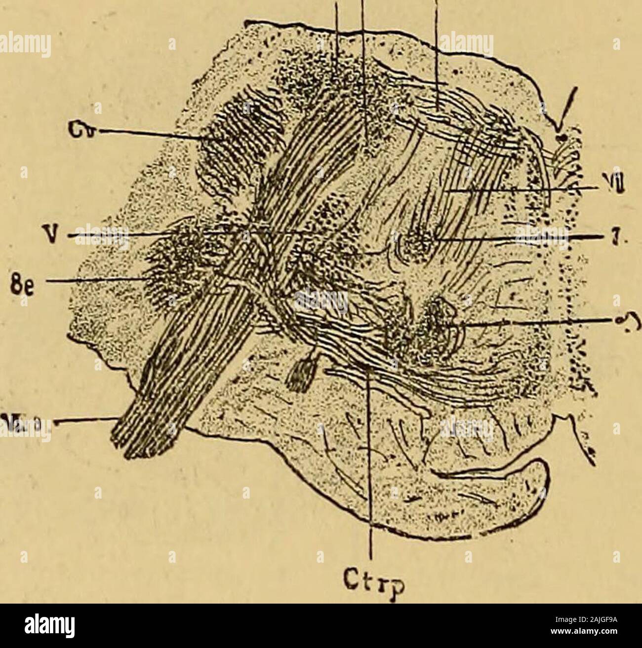 Cochlear nucleus hi-res stock photography and images - Alamy