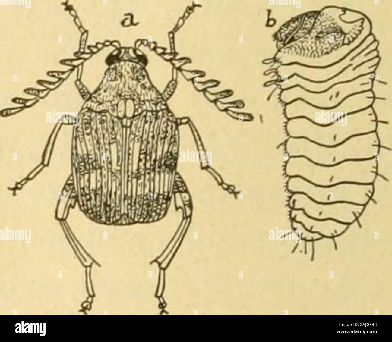 Coffee bean weevil hi-res stock photography and images - Alamy