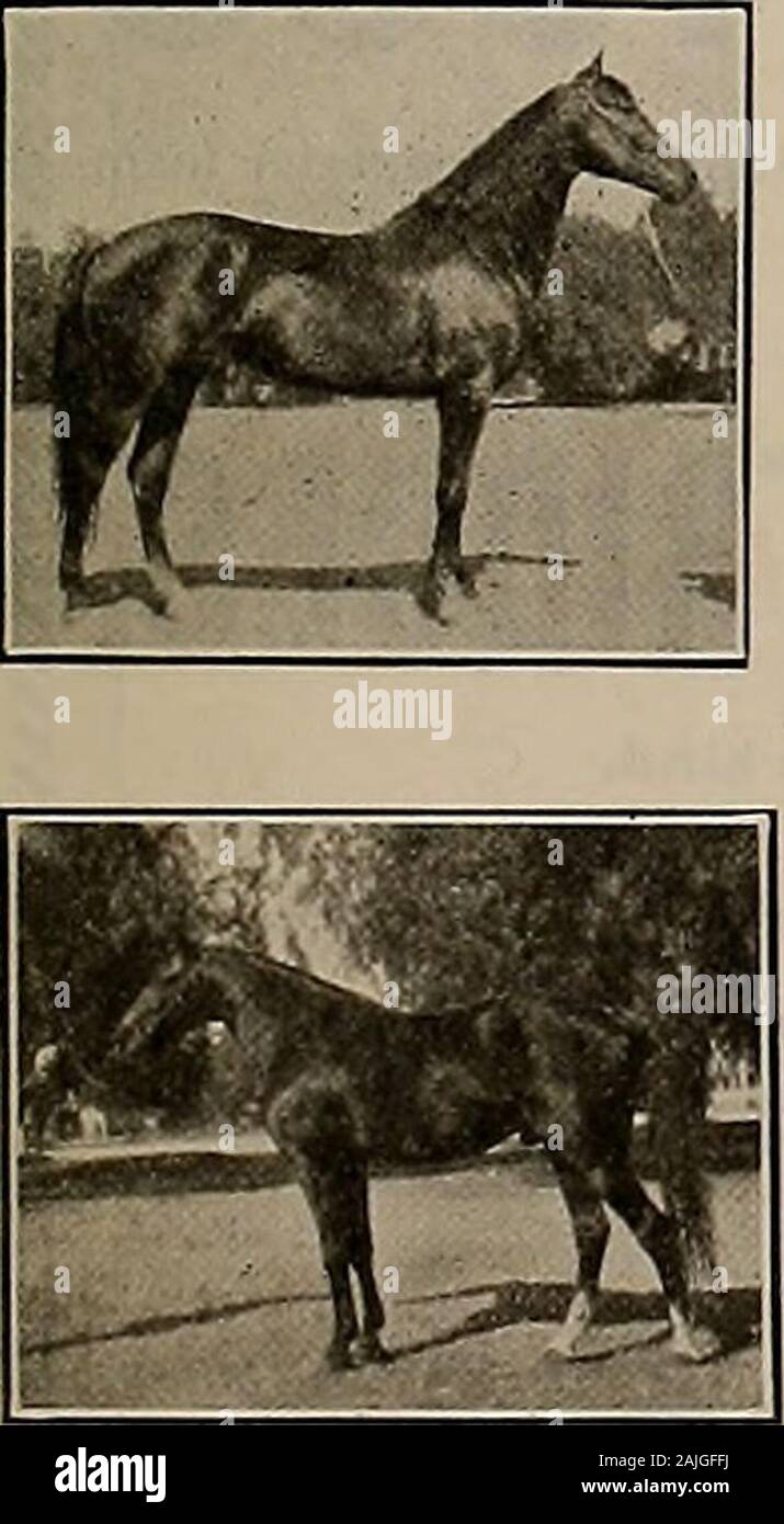 Breeder and sportsman . During the season of 1910, 6 of his get took ...