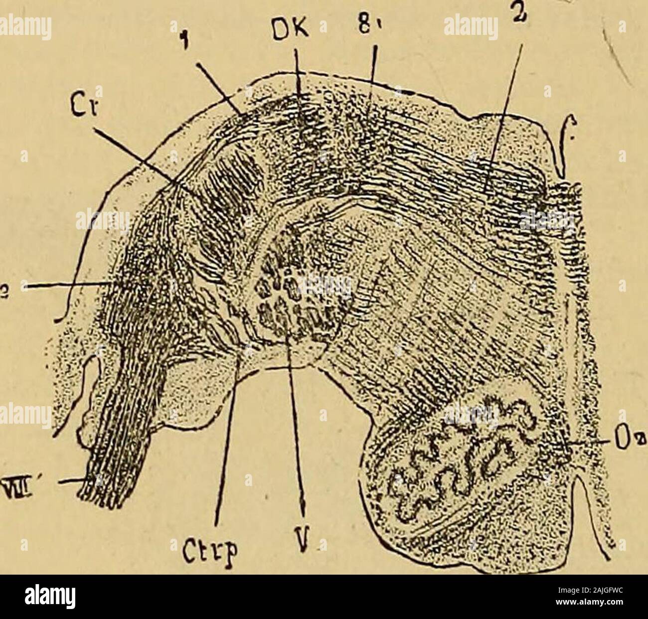 Cells of deiters hi-res stock photography and images - Alamy