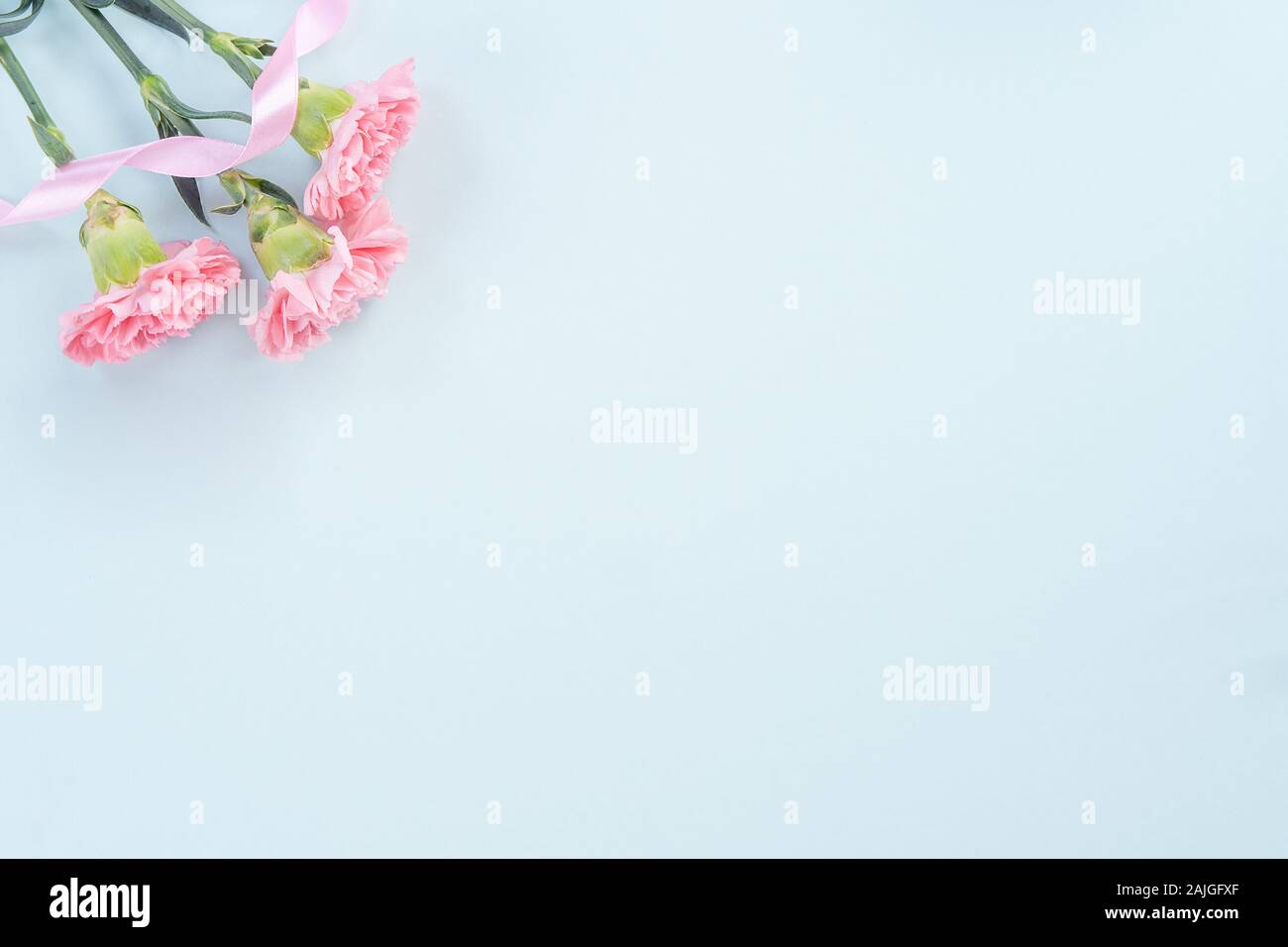 Beautiful, elegant pink carnation flower over bright light blue table ...