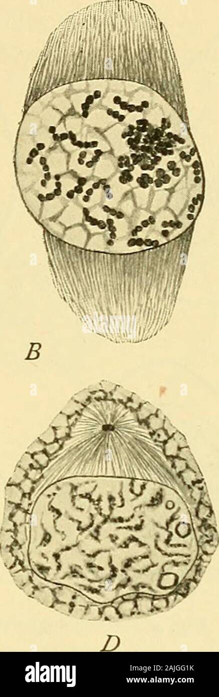 The cell in development and inheritance . Fig. 45. — MMosis in Actinosp ...