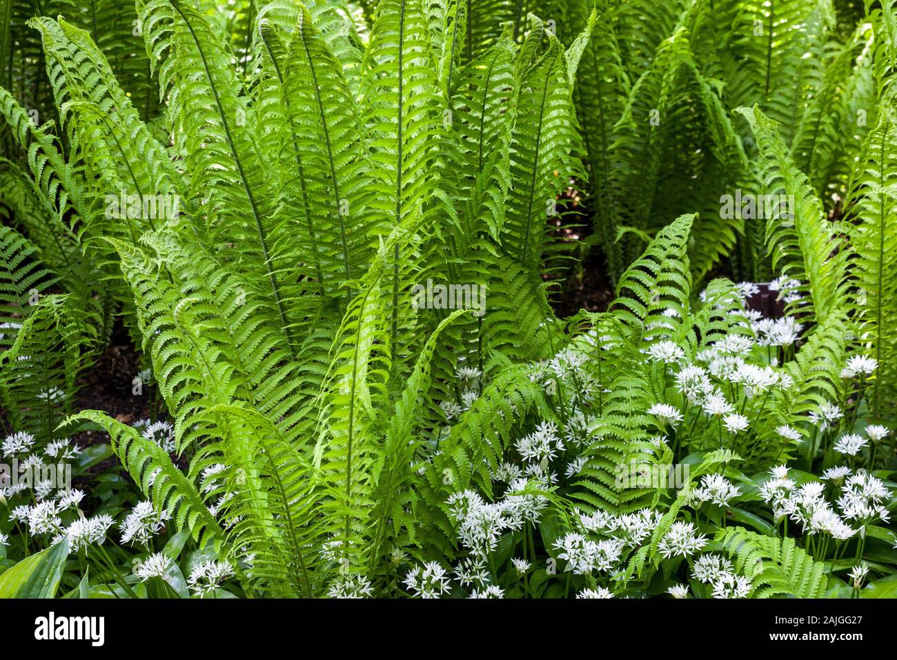 Matteuccia Struthiopteris