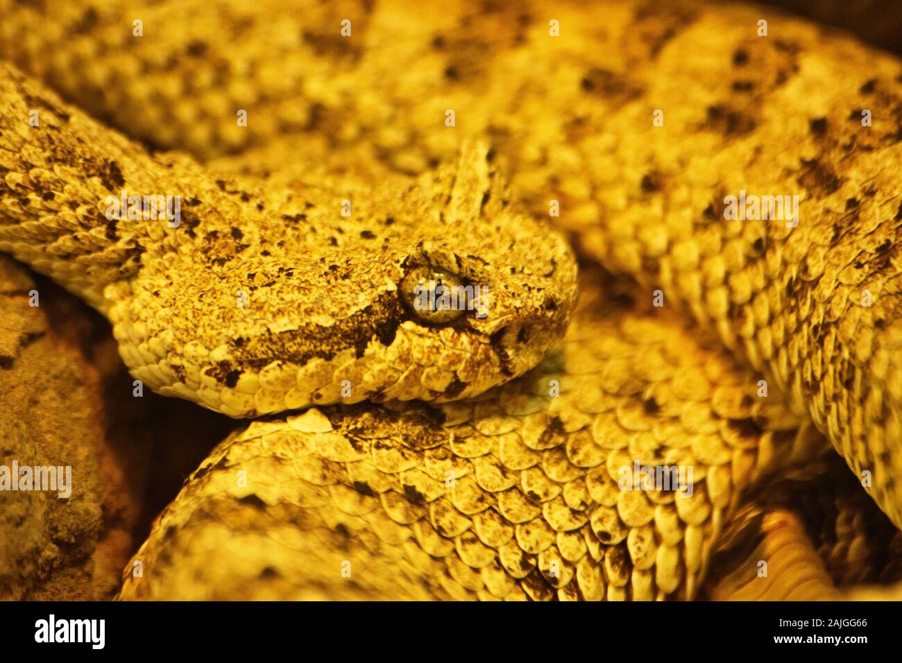 Sidewinder rattler hi-res stock photography and images - Alamy