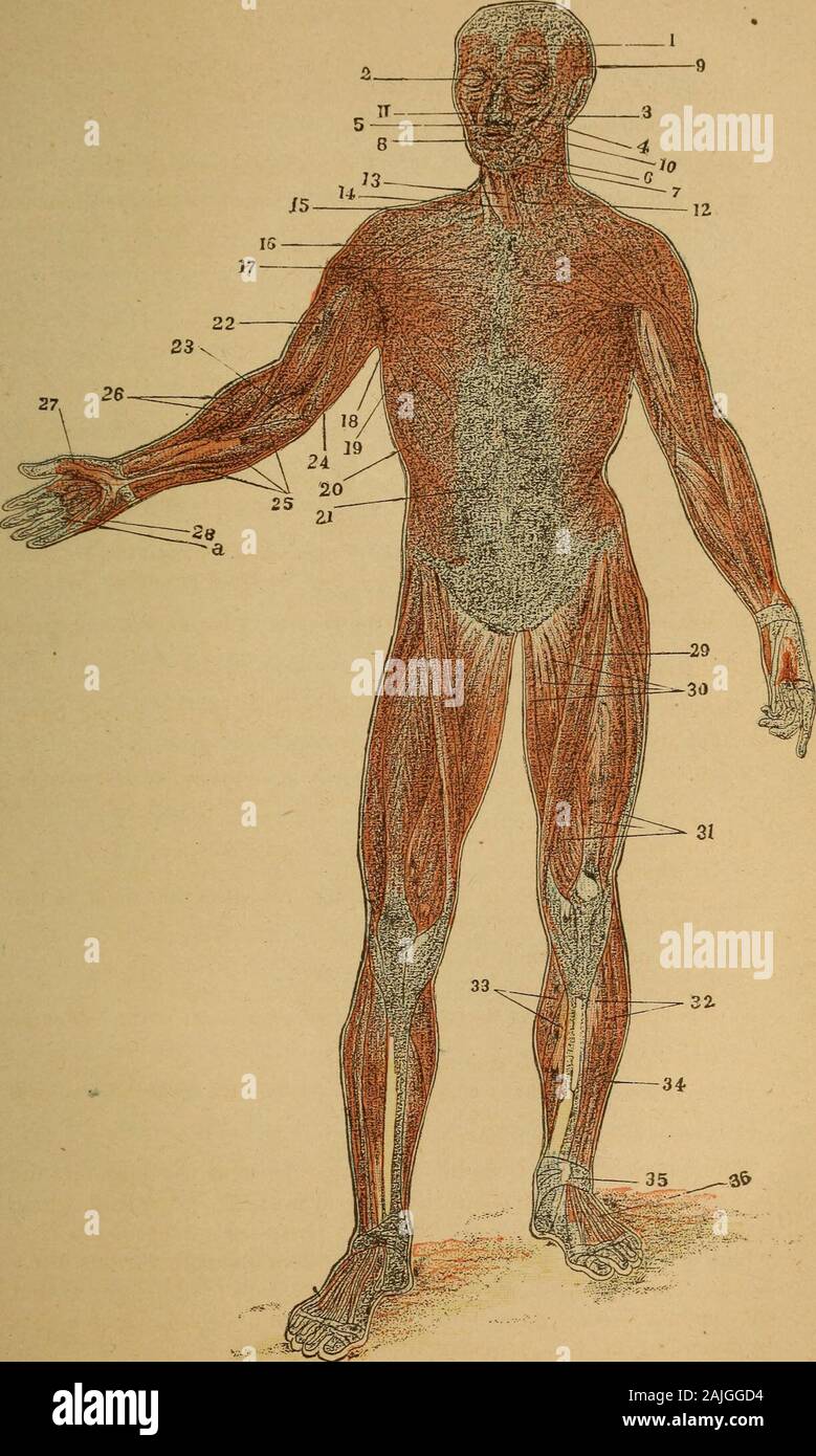 The human body A beginner's text-book of anatomy, physiology and ...