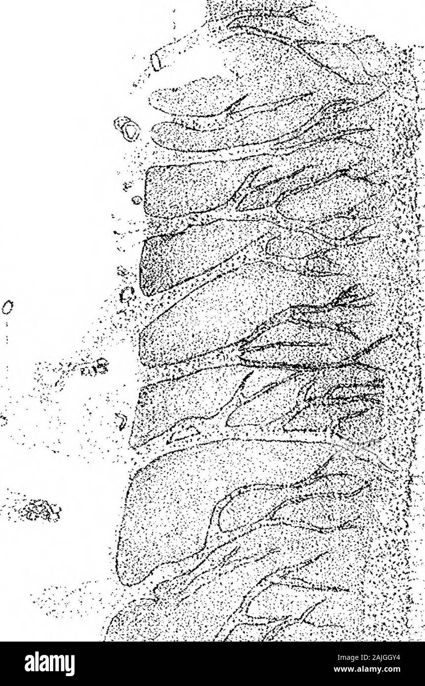 On the Development of the Enamel of the Teeth of Vertebrates . Enamel ...