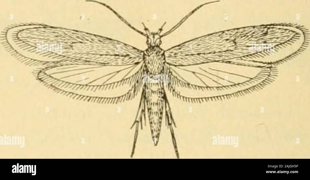 Transactions of the Connecticut Academy of Arts and Sciences . Figure ...