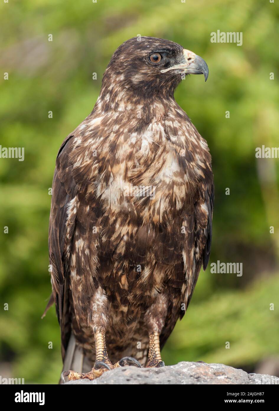 Galapagos hawk on Sante Fe island, Galapagos, Ecuador Stock Photo - Alamy