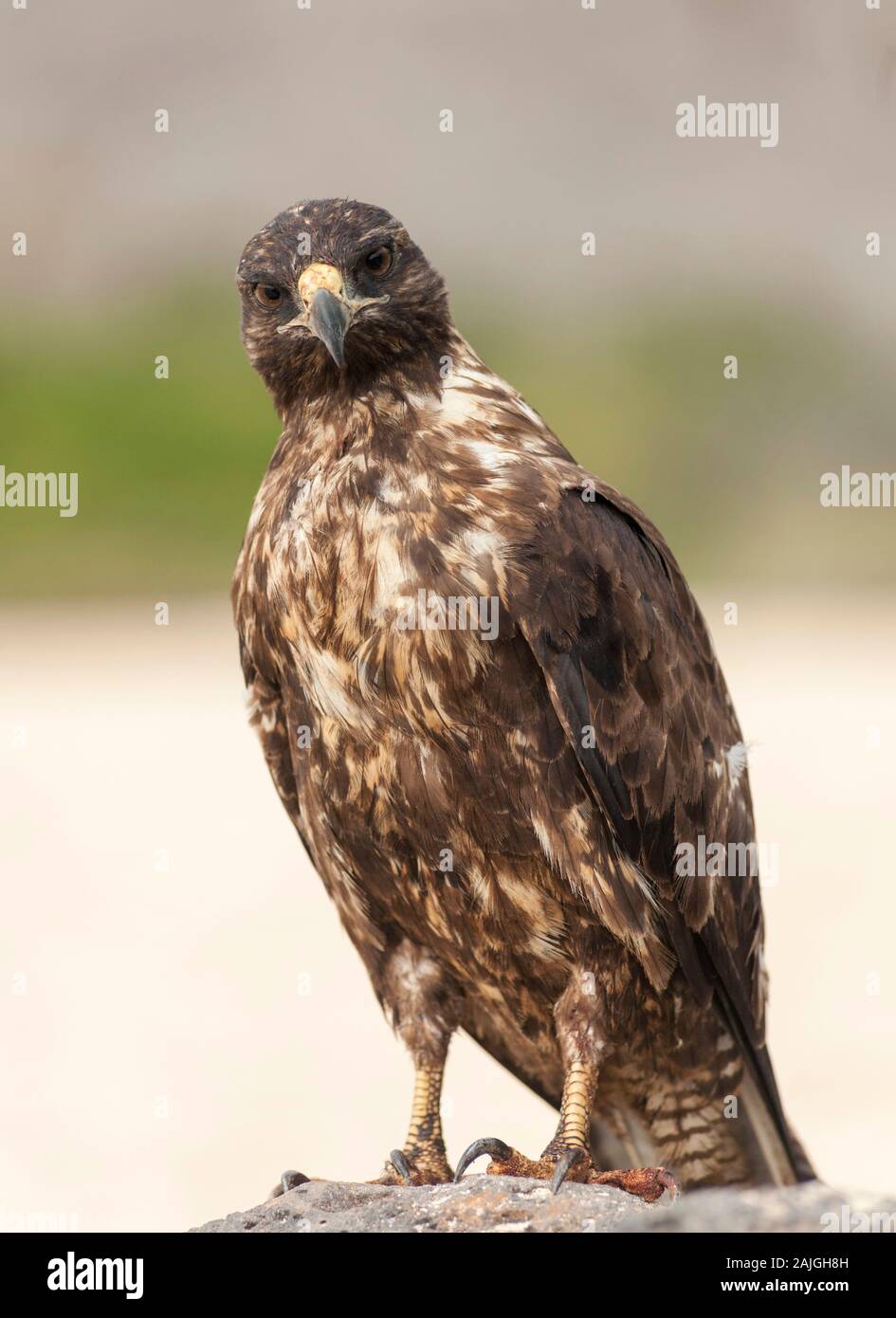 Galapagos hawk hi-res stock photography and images - Alamy