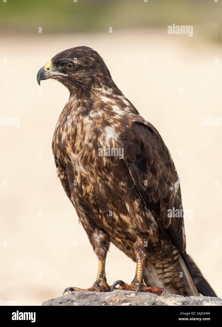 Galapagos hawk on Sante Fe island, Galapagos, Ecuador Stock Photo - Alamy