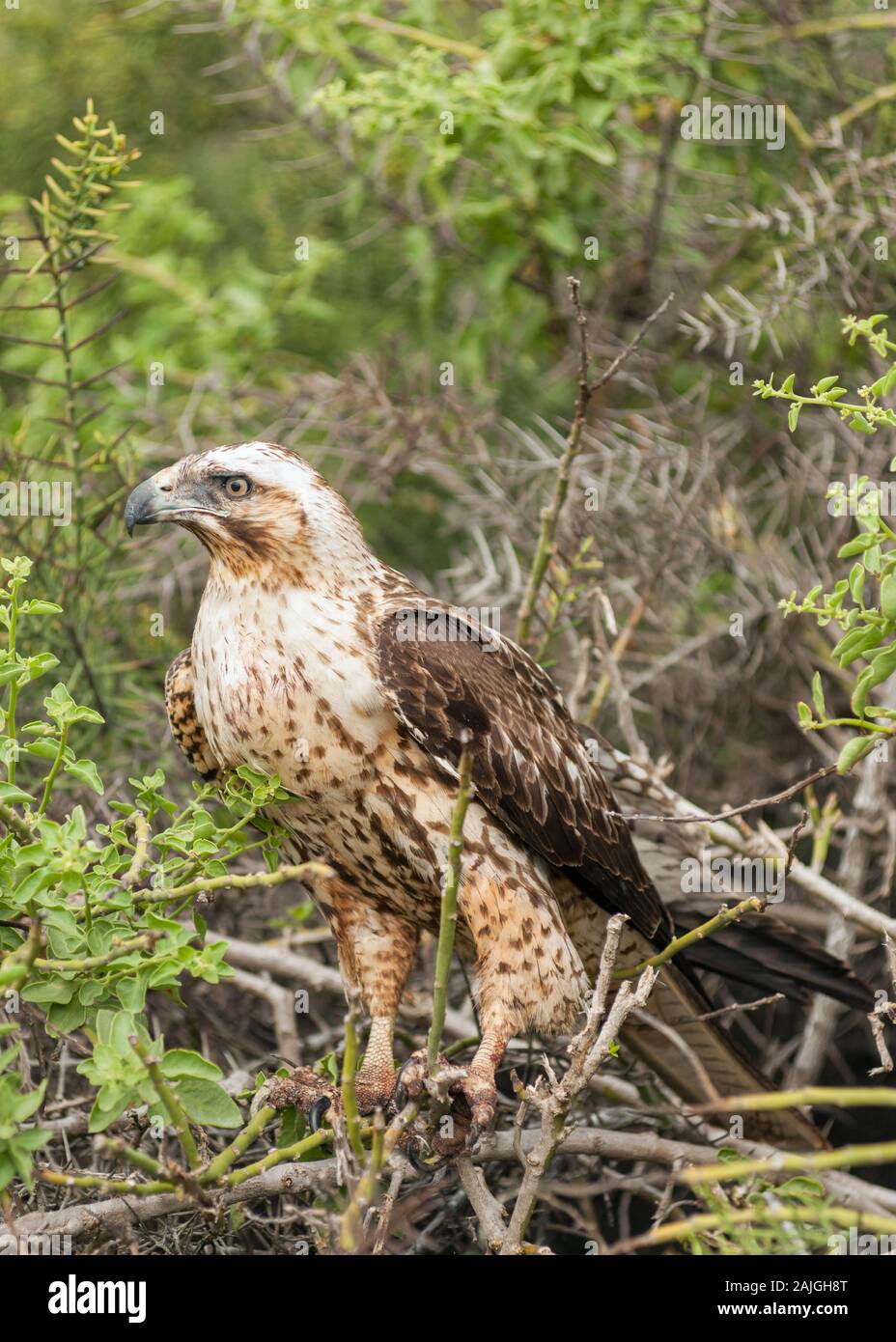 Galapagos hawk on Sante Fe island, Galapagos, Ecuador Stock Photo - Alamy