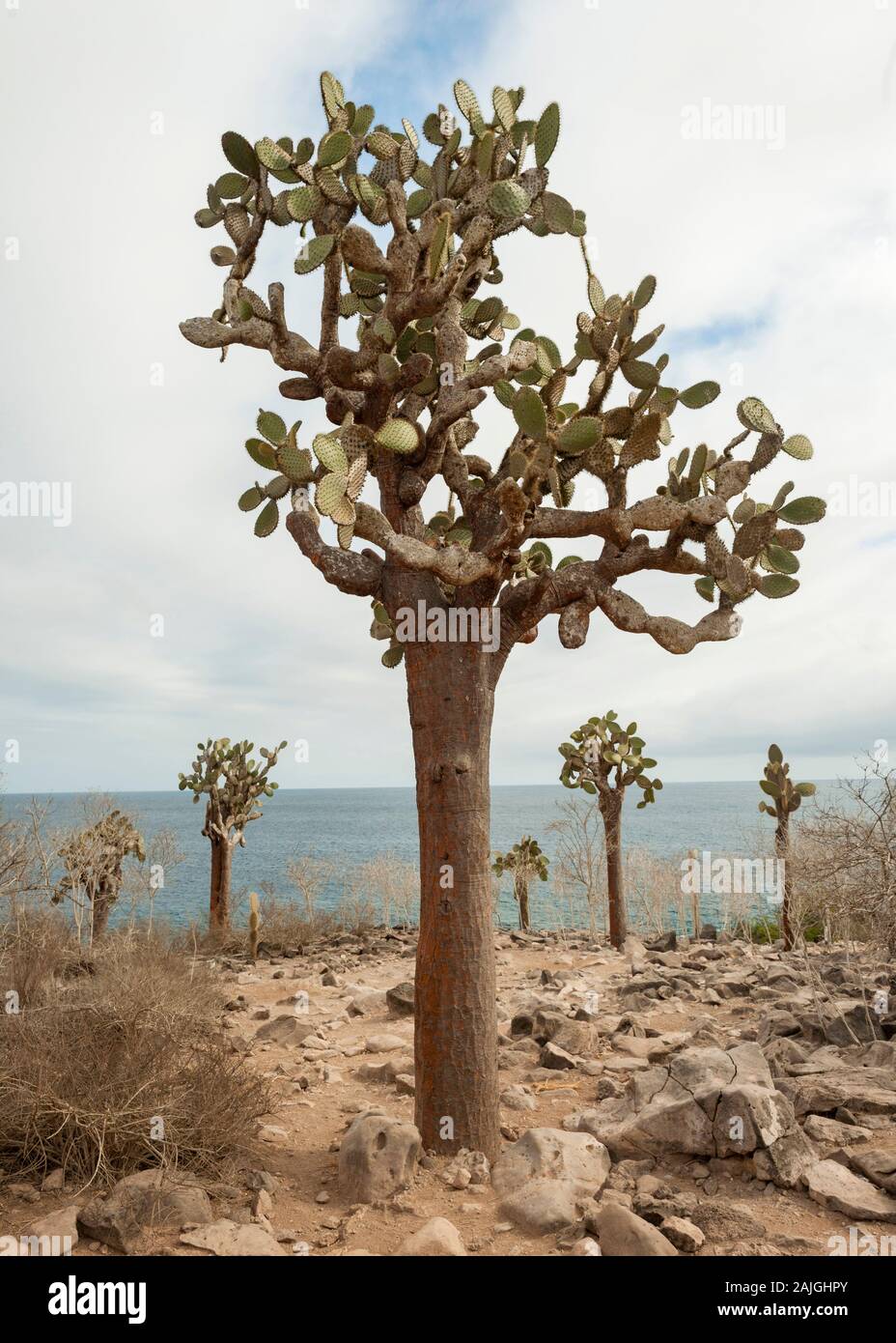 Prickly pear tree hi-res stock photography and images - Alamy